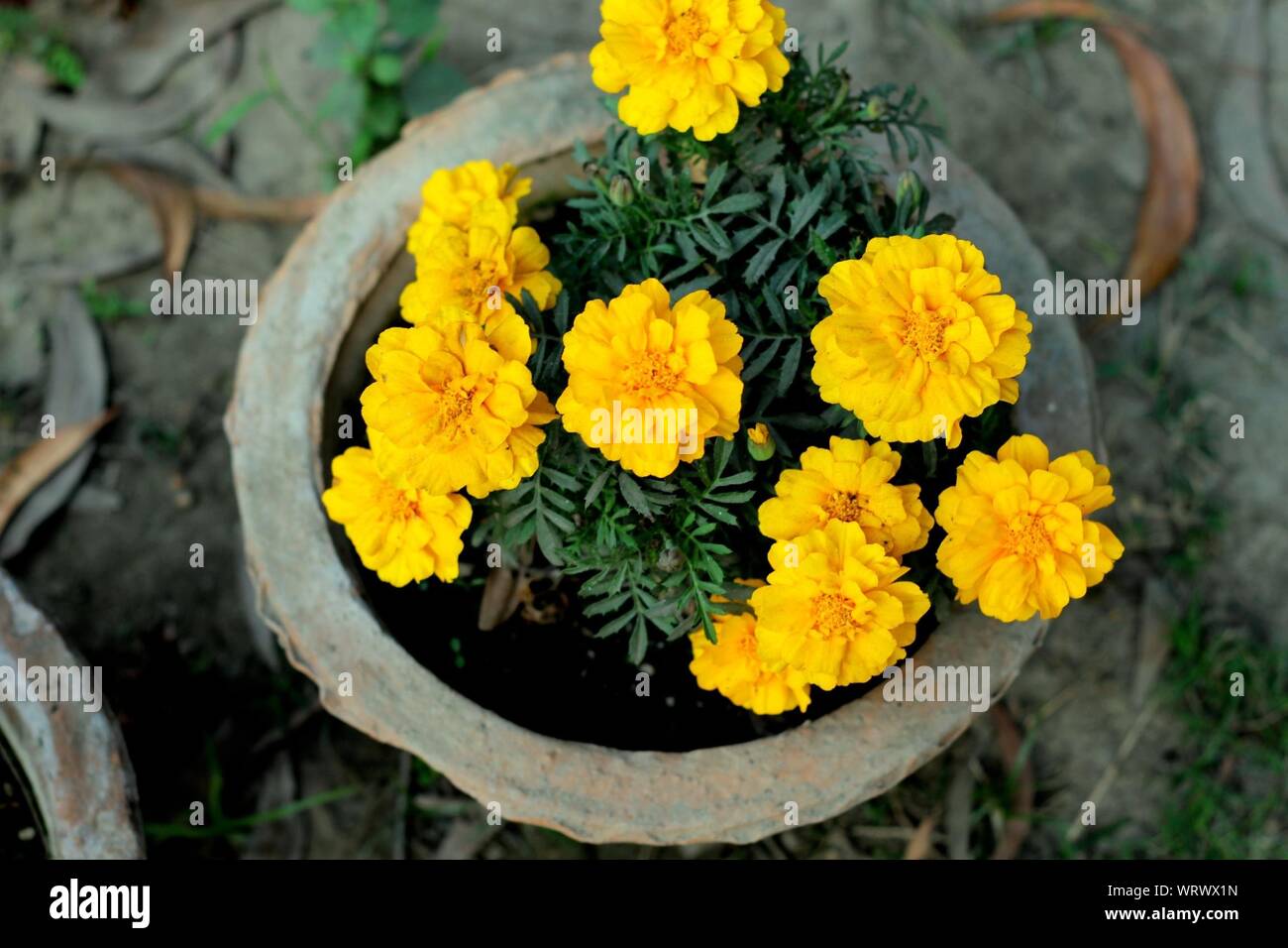 Marigold in pot hi-res stock photography and images - Alamy