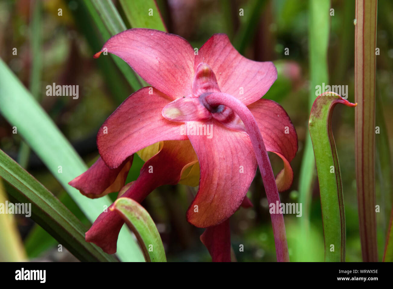 Sydney Australia, pink flower of a pitfall plant in sunshine Stock ...