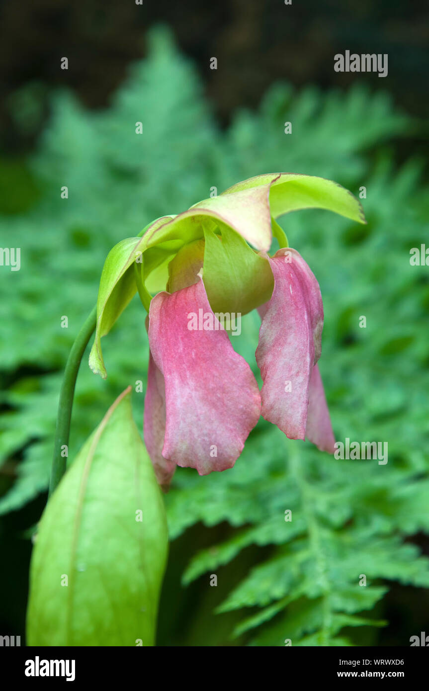 Sydney Australia, pink flower of a pitfall plant Stock Photo - Alamy