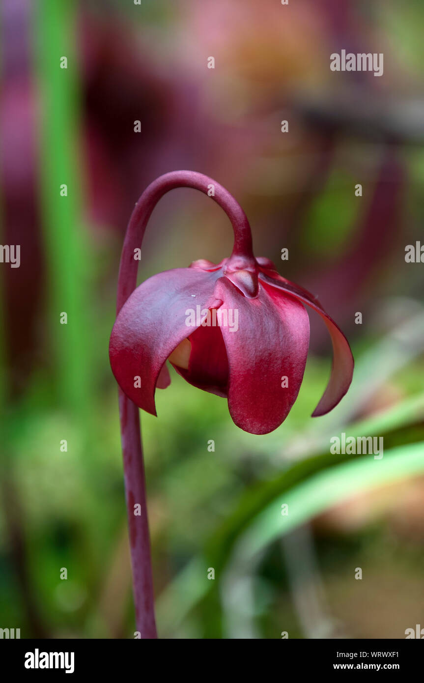 Side saddle flower hi-res stock photography and images - Alamy