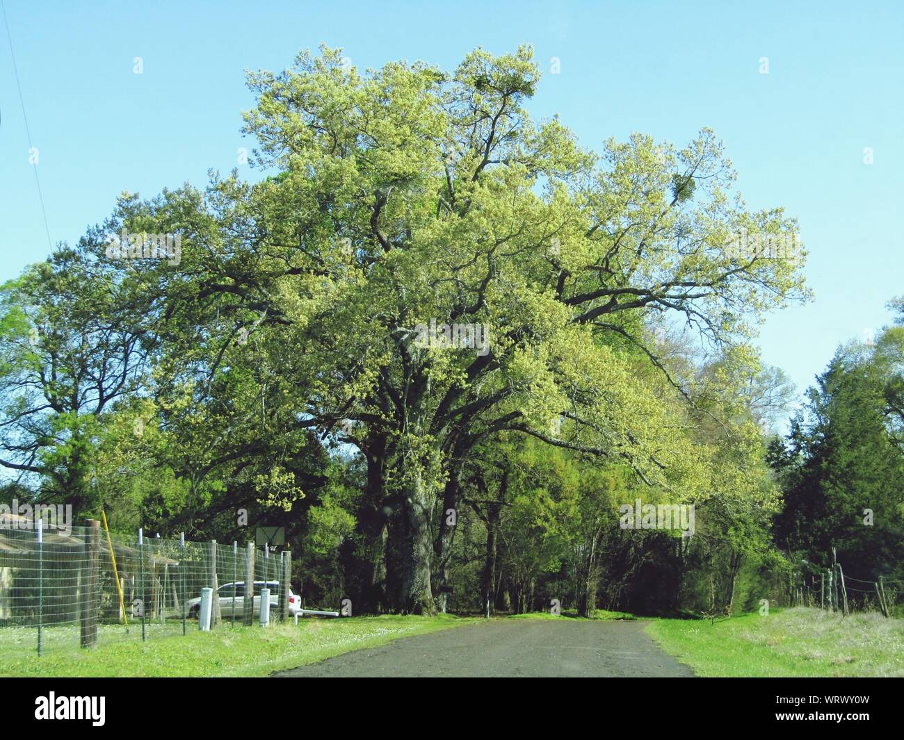 Green trees and road hi-res stock photography and images - Alamy