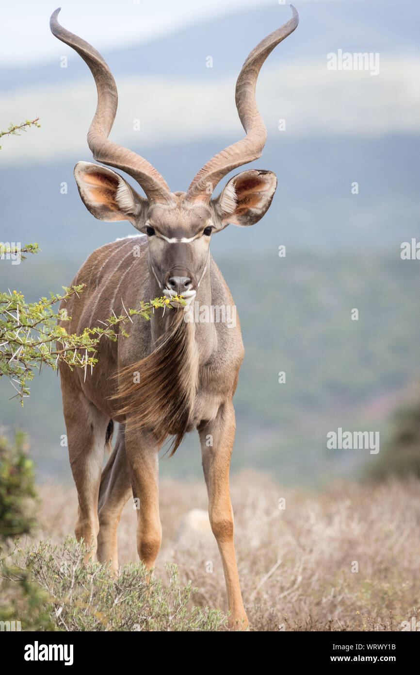 Browsing on shrubs hi-res stock photography and images - Alamy