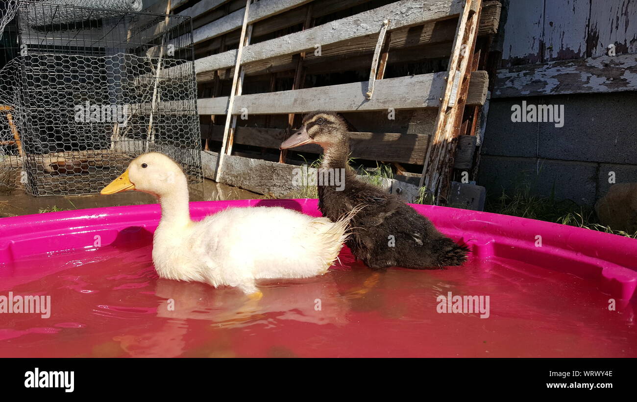 Pool ducks hi-res stock photography and images - Alamy