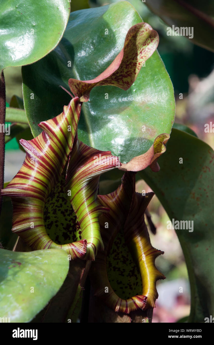 Sydney Australia, Hanging pitcher plant pod with striped collar Stock ...