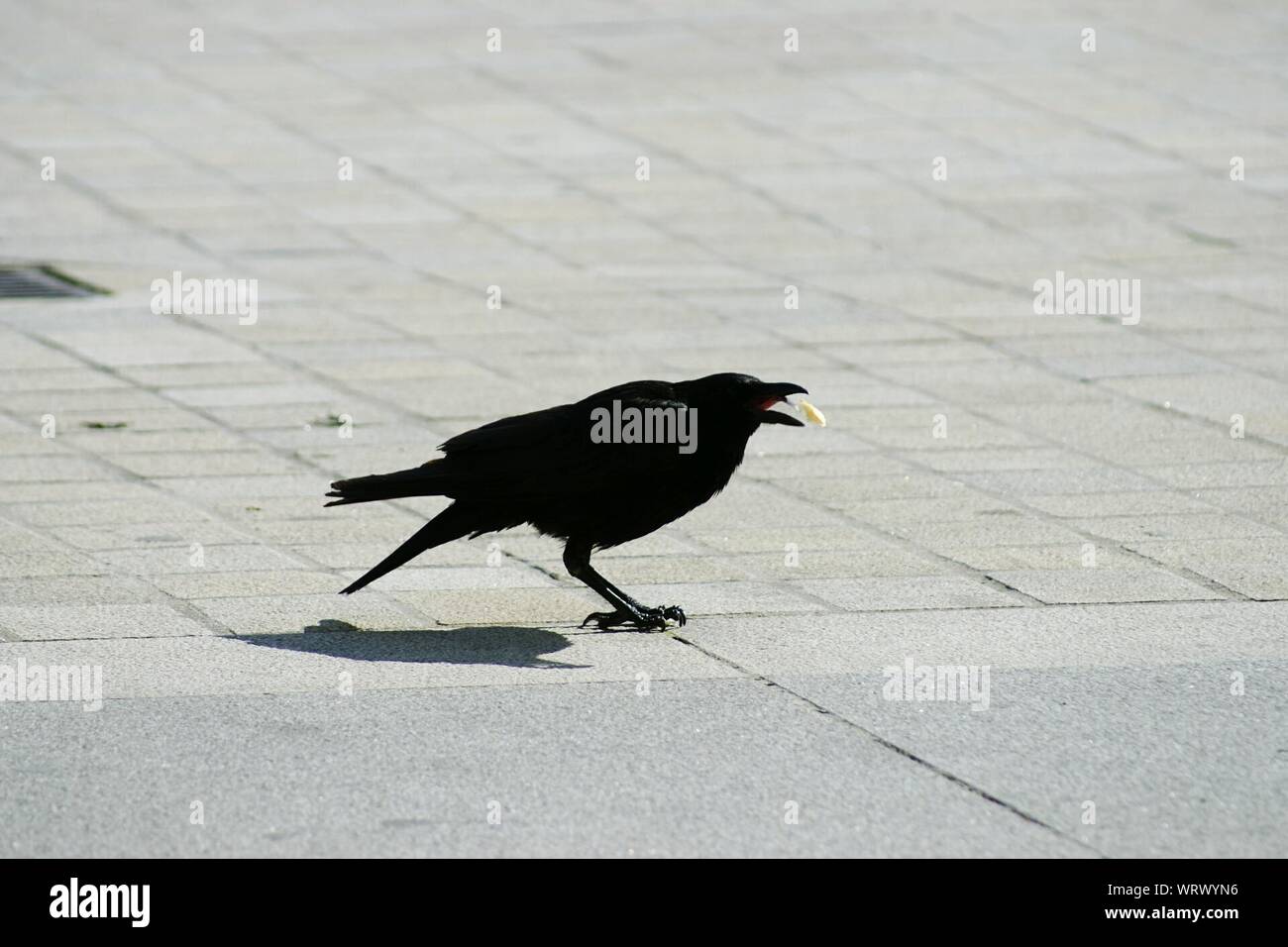 Crow eating hi-res stock photography and images - Alamy