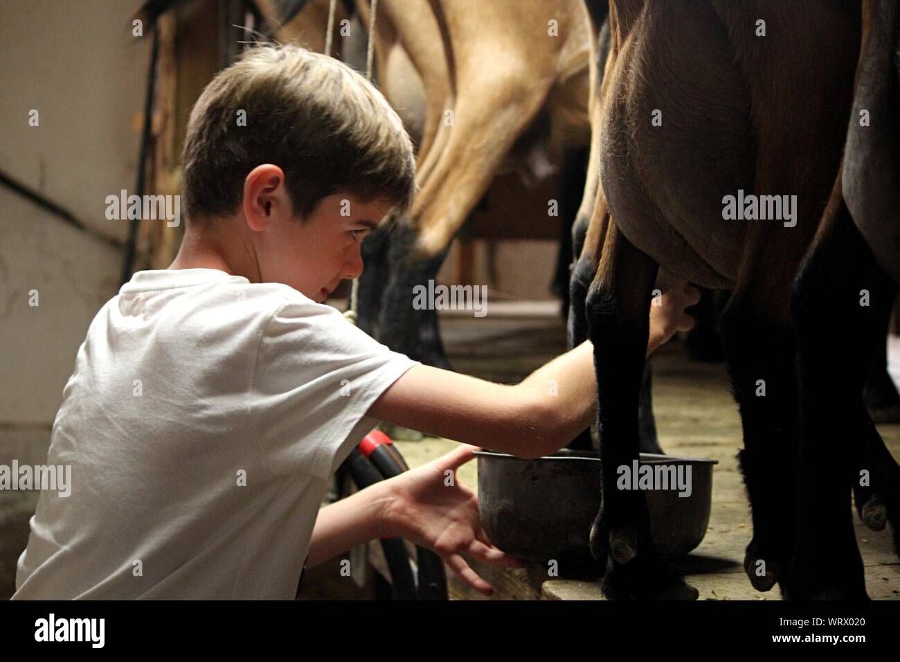 Milking Cow Boy High Resolution Stock Photography and Images - Alamy