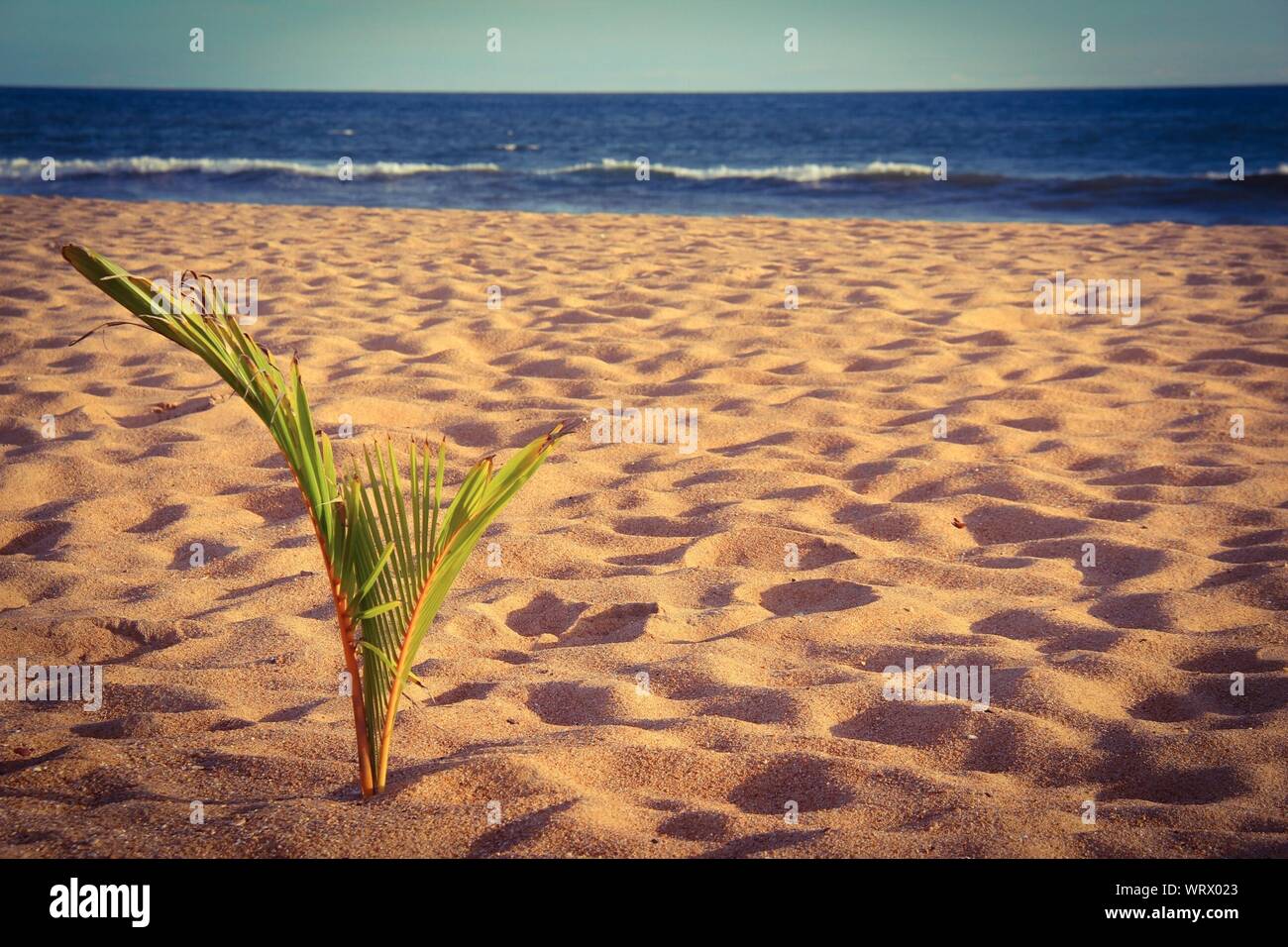 Tree sapling hi-res stock photography and images - Alamy