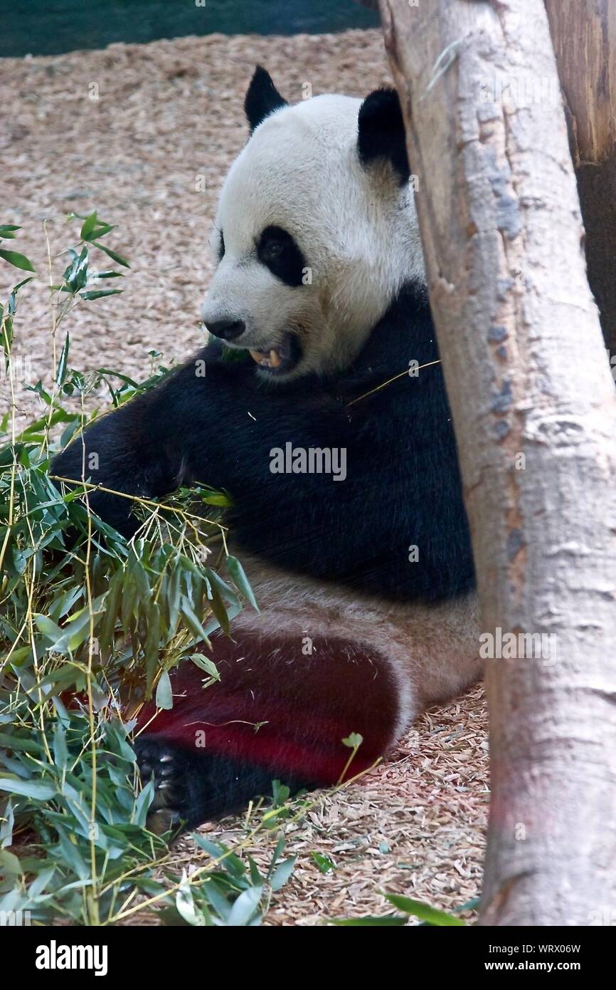 Giant panda zoo people zoo hi-res stock photography and images - Alamy