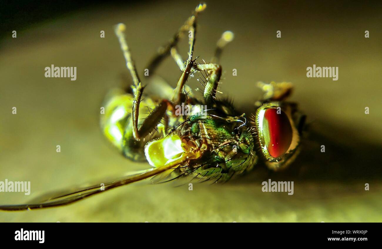 Fly end hi-res stock photography and images - Alamy
