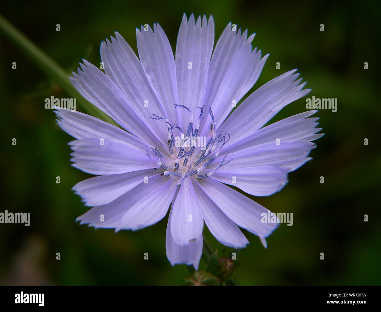 Chicory head hi-res stock photography and images - Alamy