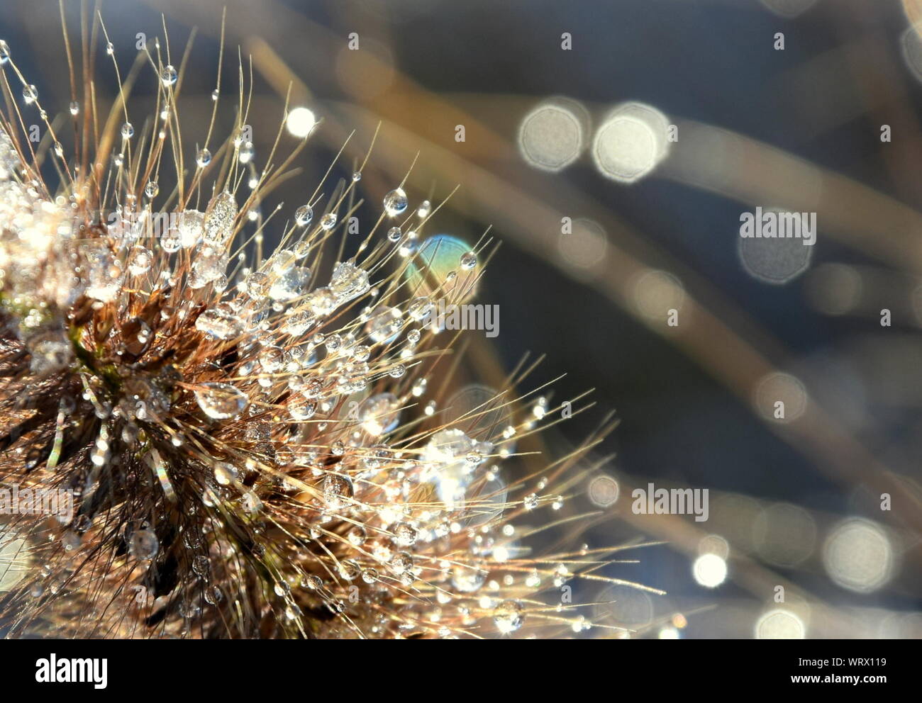 Wet insect hi-res stock photography and images - Alamy