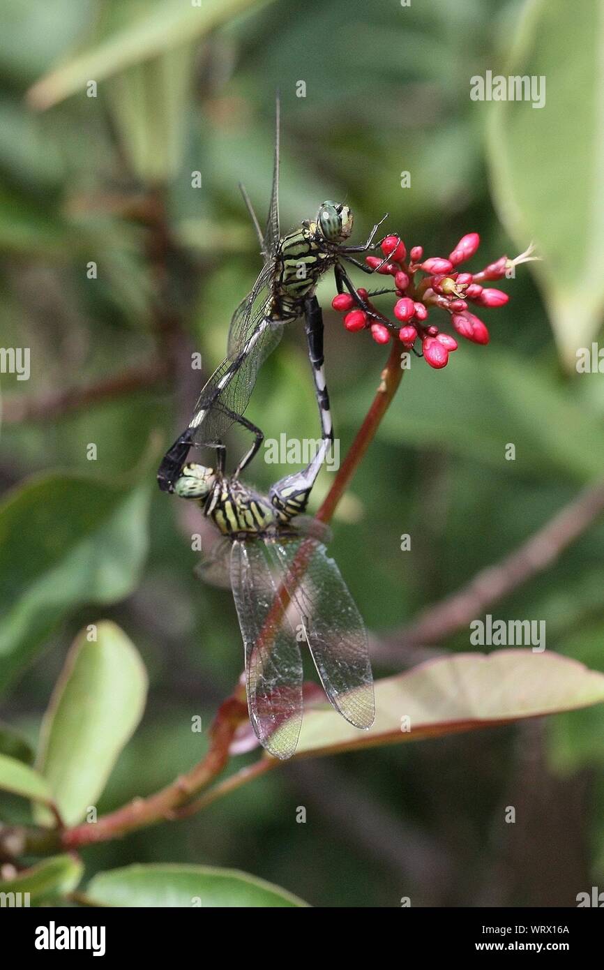 Two dragonflies mating hi-res stock photography and images - Alamy