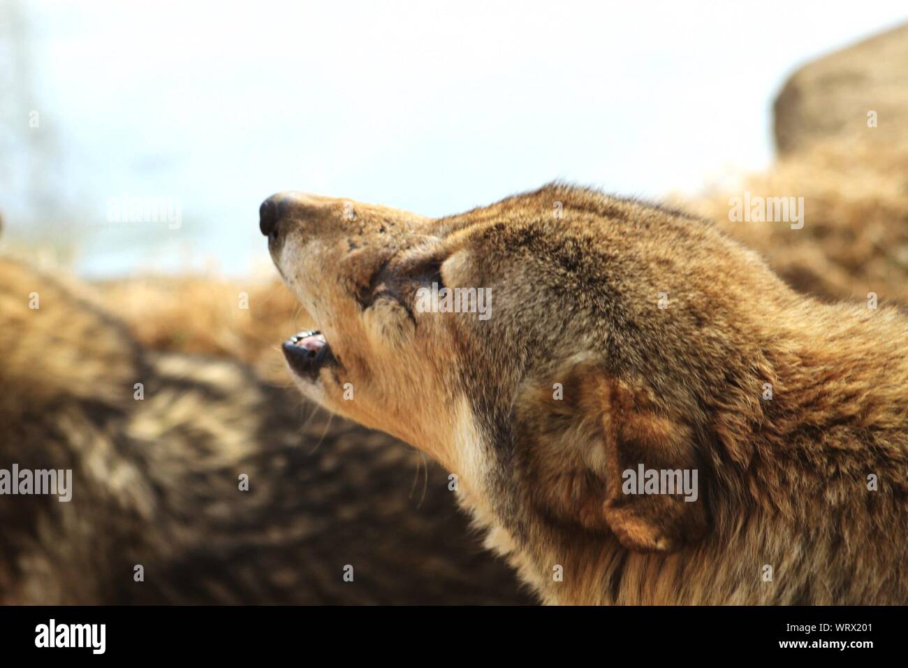 Wolf howling close up hi-res stock photography and images - Alamy