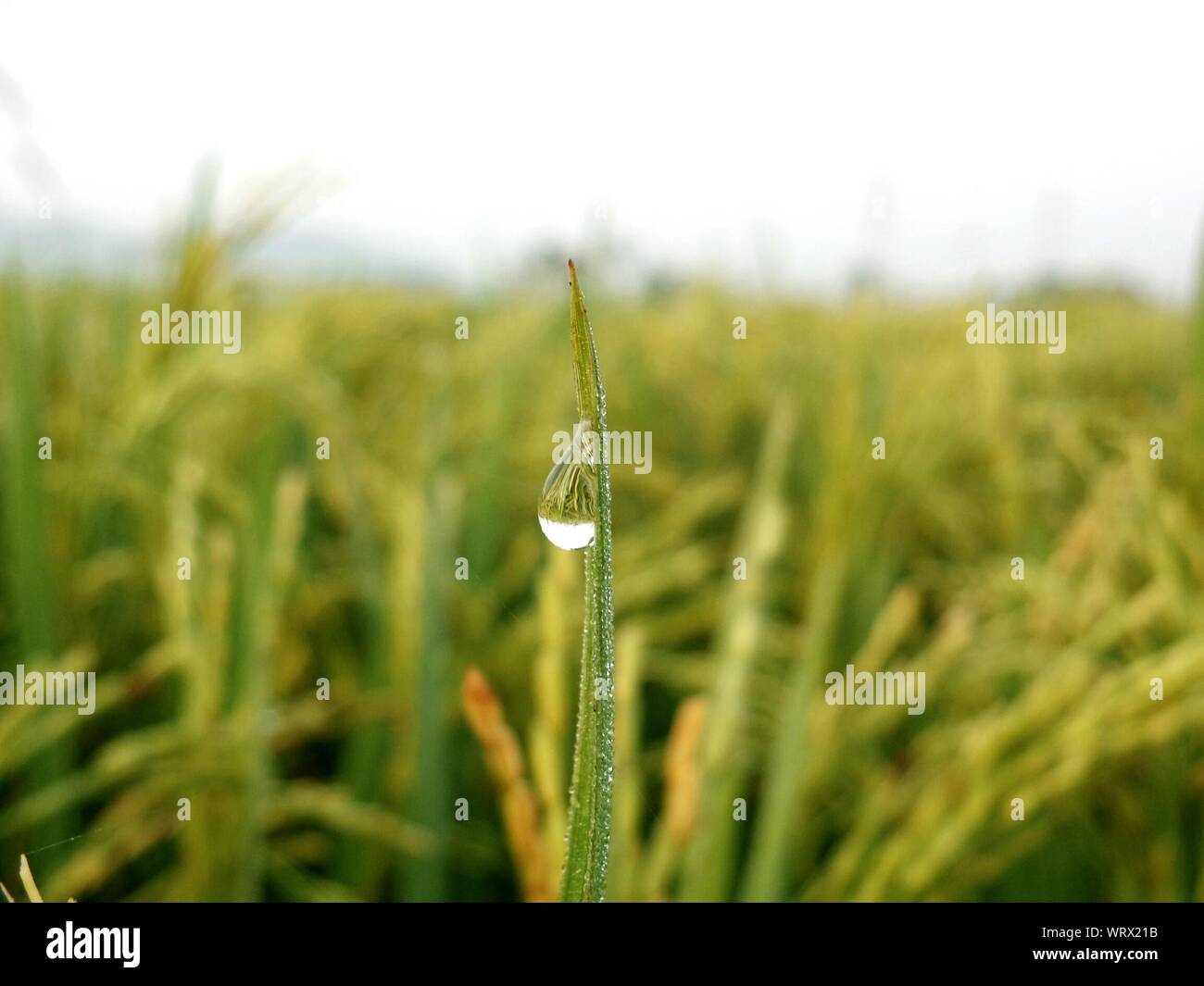 Falling in grass hi-res stock photography and images - Alamy