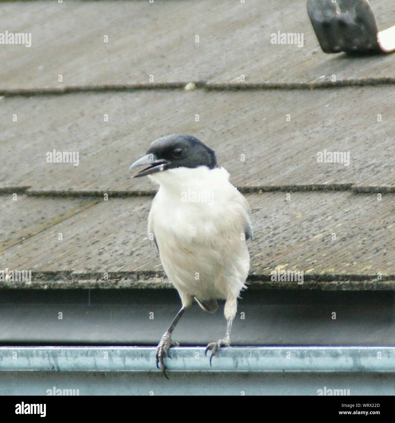 Wildlife rooftop bird hi-res stock photography and images - Alamy