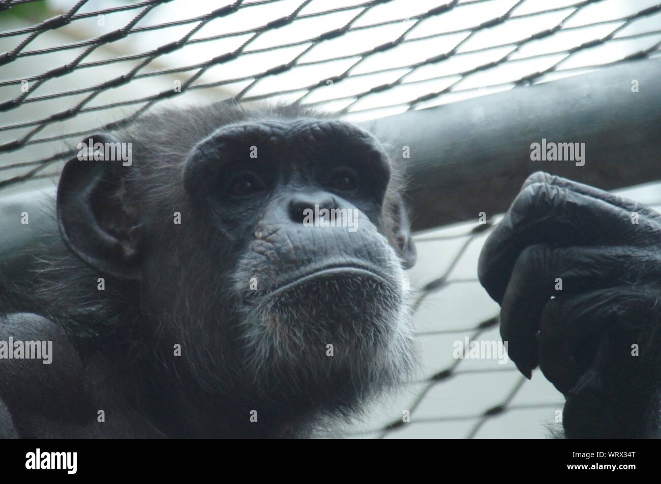 Chimpanzee Cage High Resolution Stock Photography and Images - Alamy