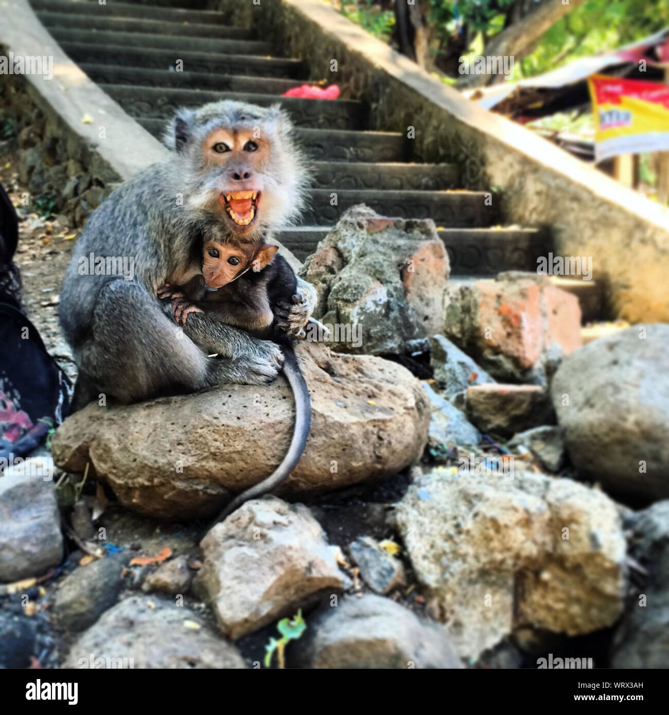 Angry monkey hi-res stock photography and images - Alamy