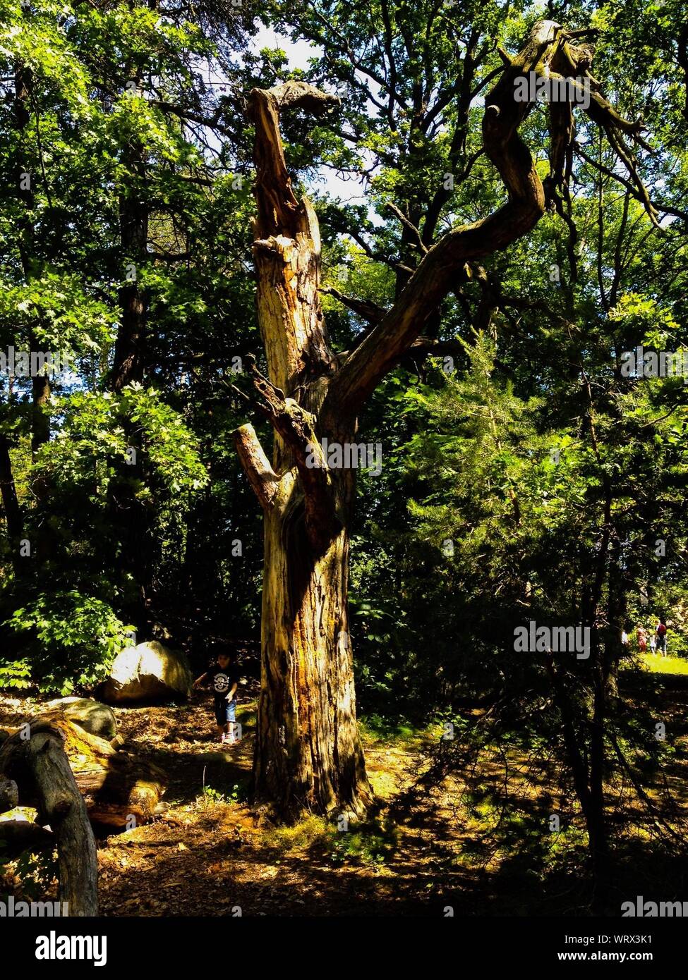 Child beside tree hi-res stock photography and images - Alamy