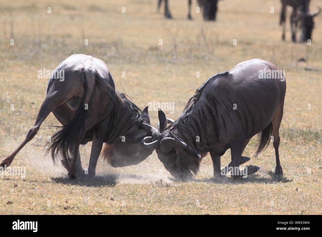 Two wildebeest hi-res stock photography and images - Alamy