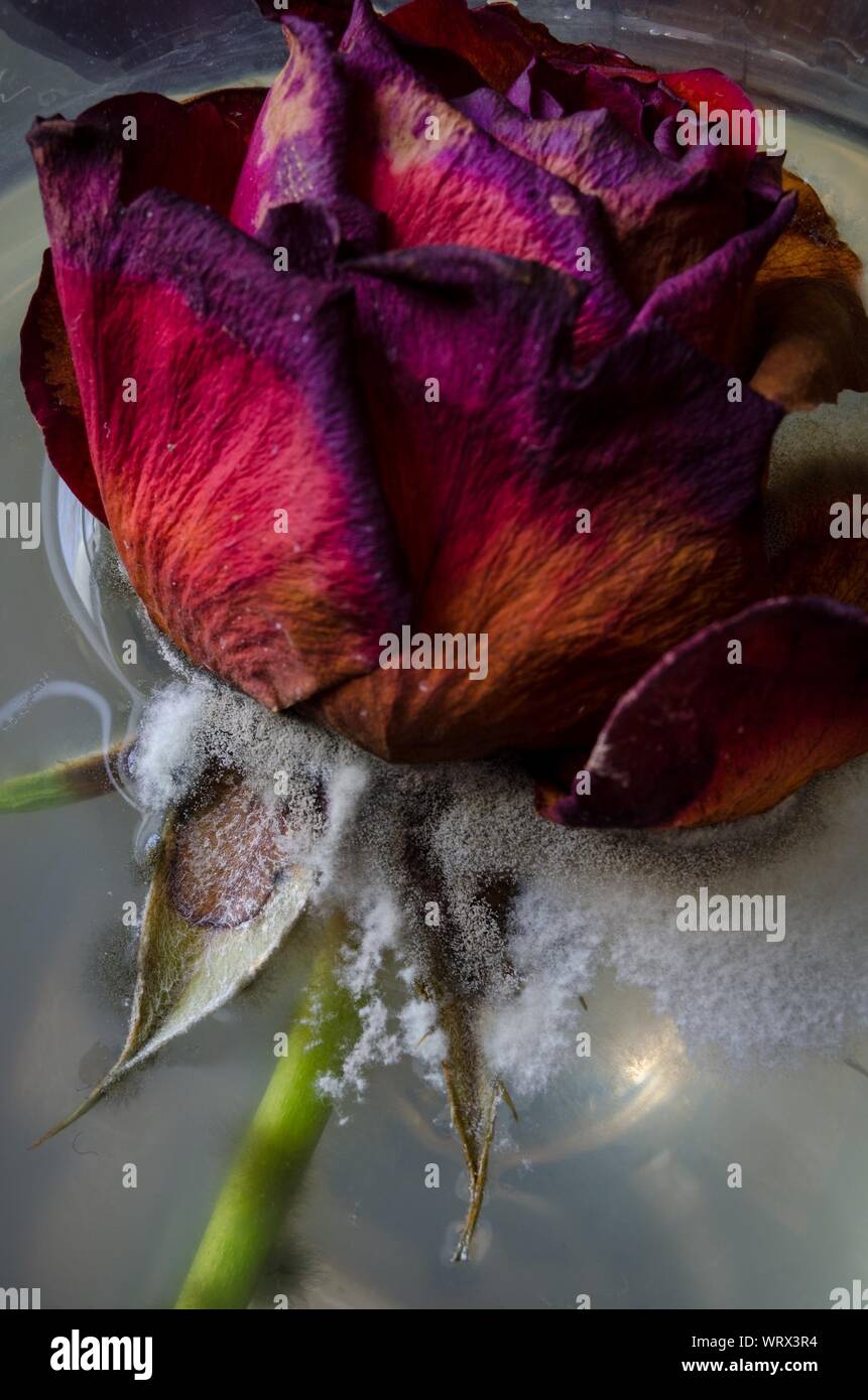 Rotting Rose High Resolution Stock Photography and Images - Alamy