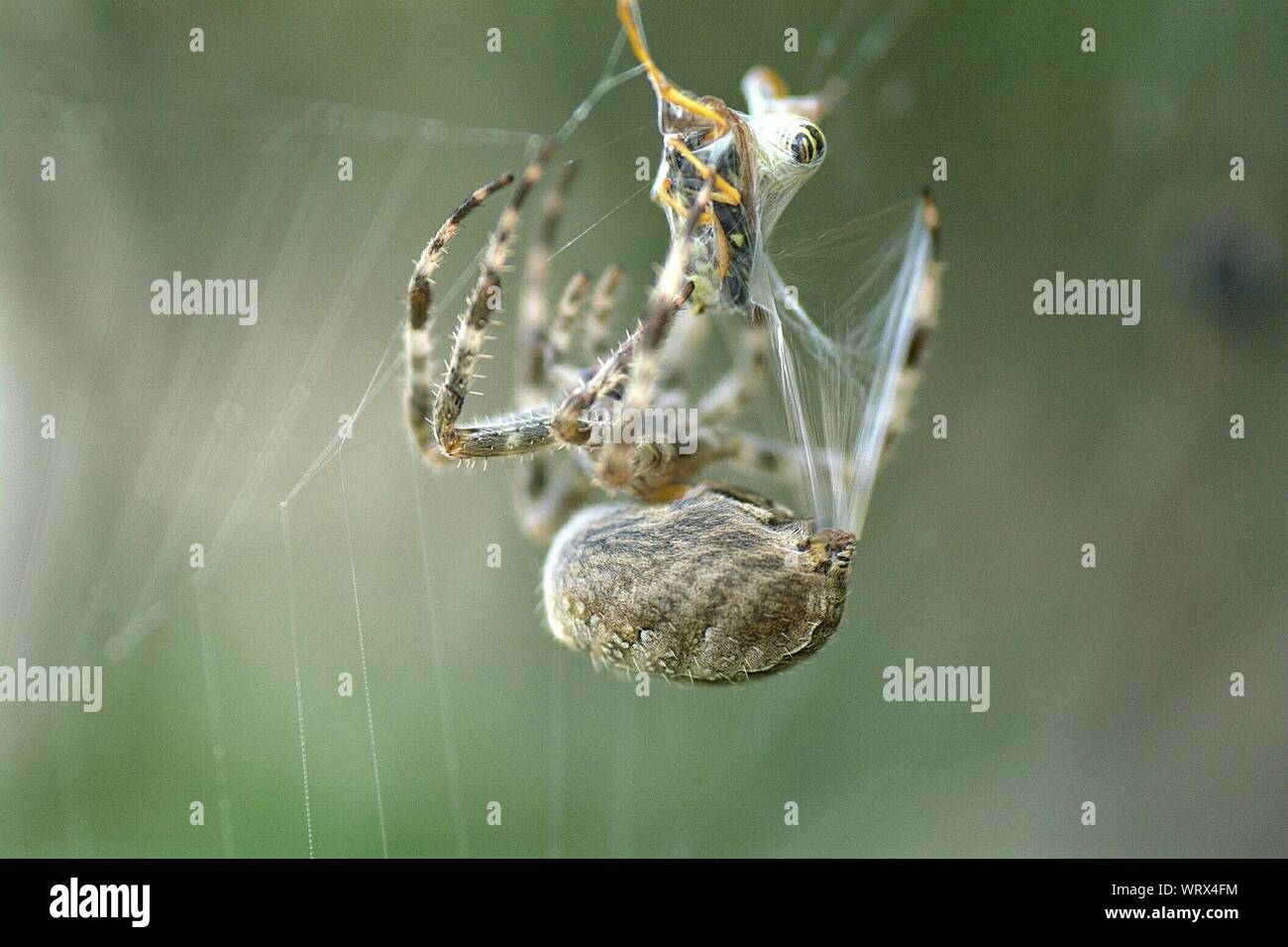 Insect web hi-res stock photography and images - Alamy