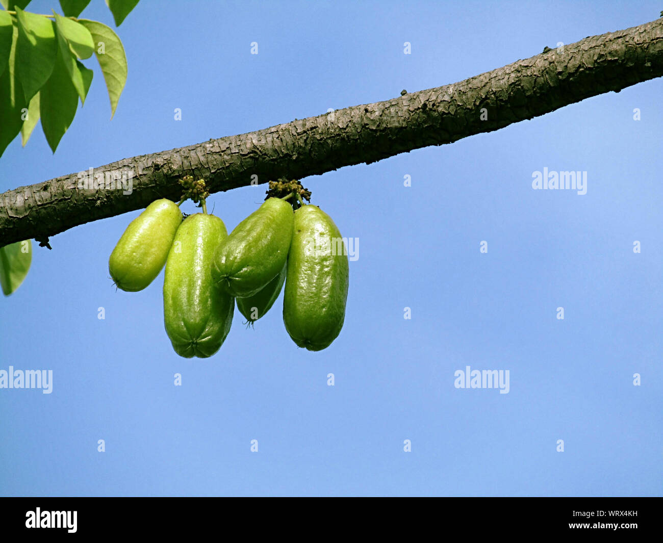 Bilimbi green fruit hi-res stock photography and images - Alamy