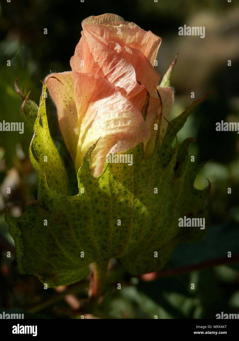 Curled Flower High Resolution Stock Photography and Images - Alamy