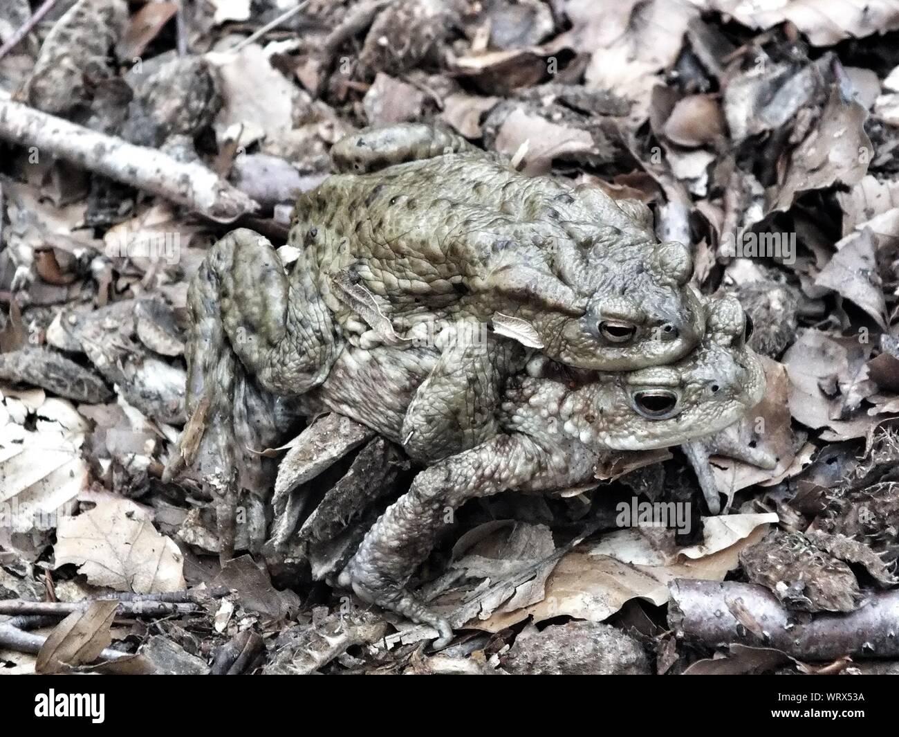 Frog top angle view hi-res stock photography and images - Alamy