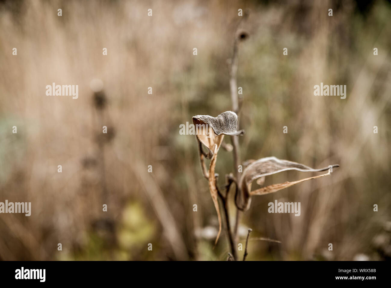 Wilted plant hi-res stock photography and images - Alamy