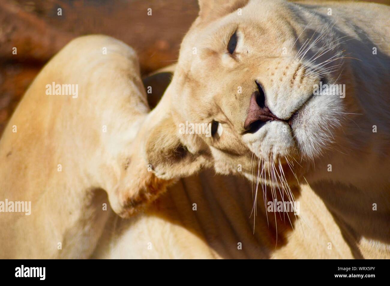 Animal Scratching Head High Resolution Stock Photography and Images - Alamy