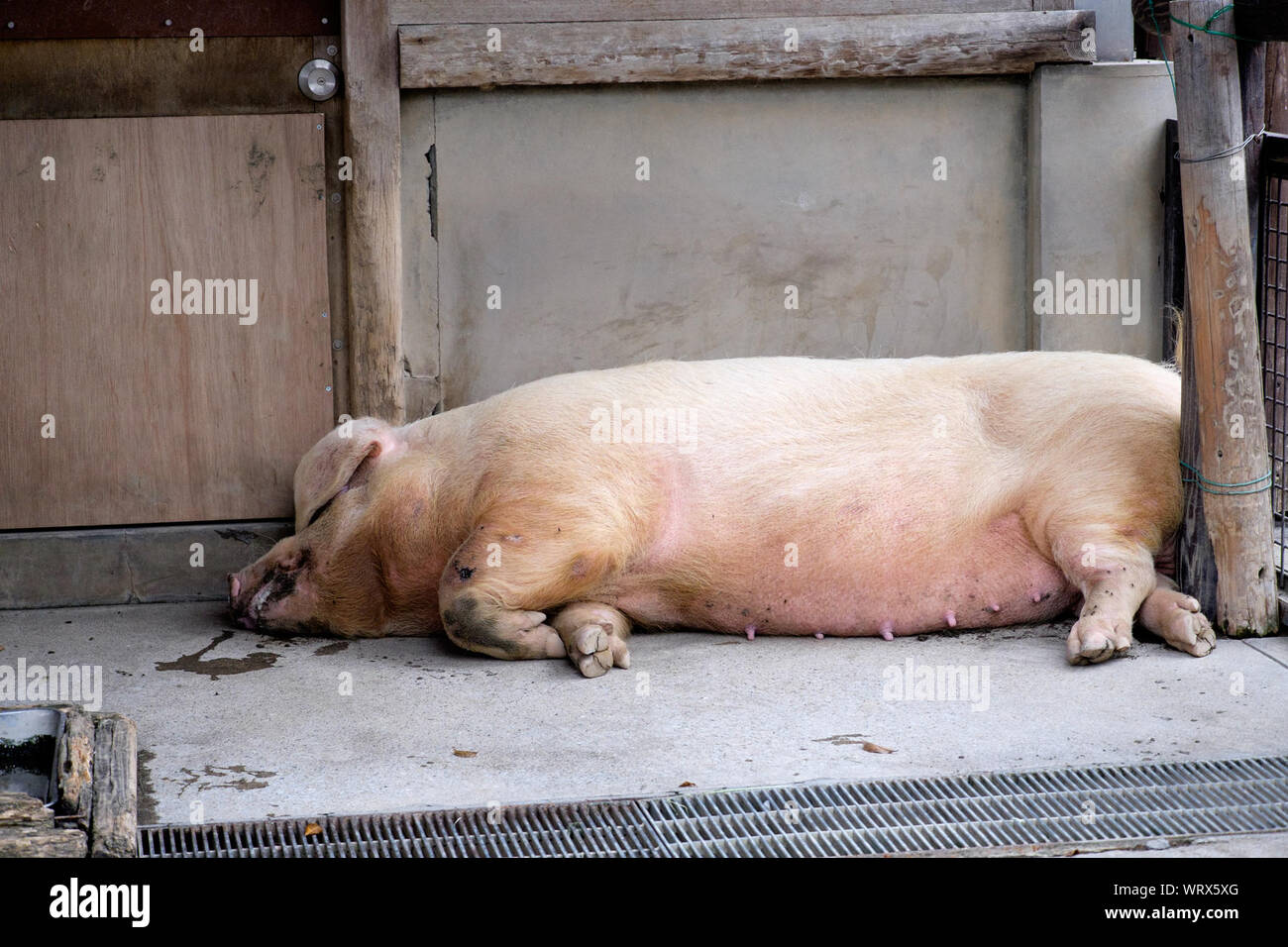 Pig Pen High Resolution Stock Photography and Images - Alamy