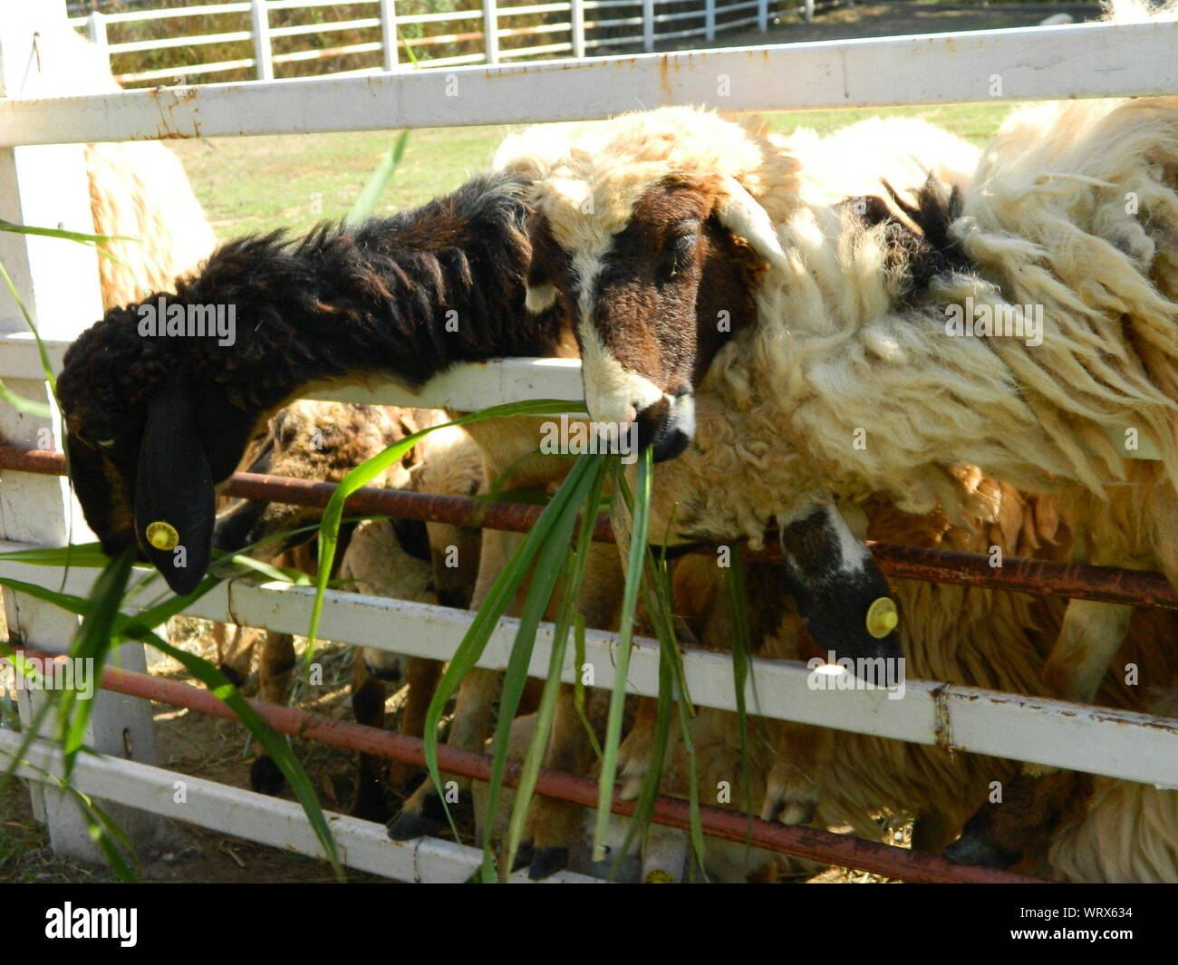 Chewing pen hi-res stock photography and images - Alamy