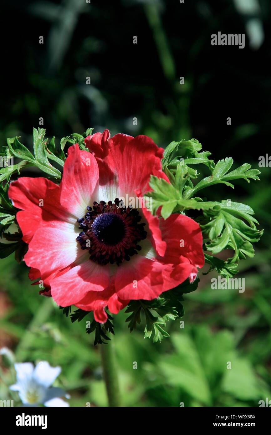 Purple and red poppy hi-res stock photography and images - Alamy