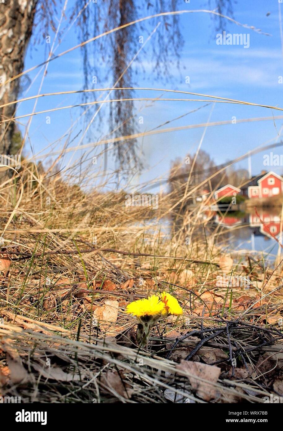 Hay flower hi-res stock photography and images - Alamy