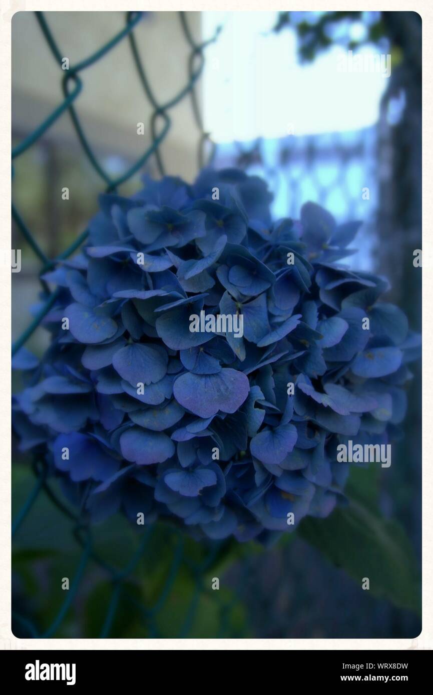 Flower chain hi-res stock photography and images - Alamy