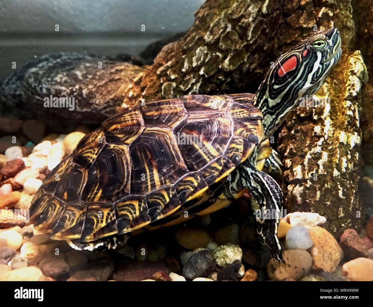 Slider turtle hi-res stock photography and images - Alamy