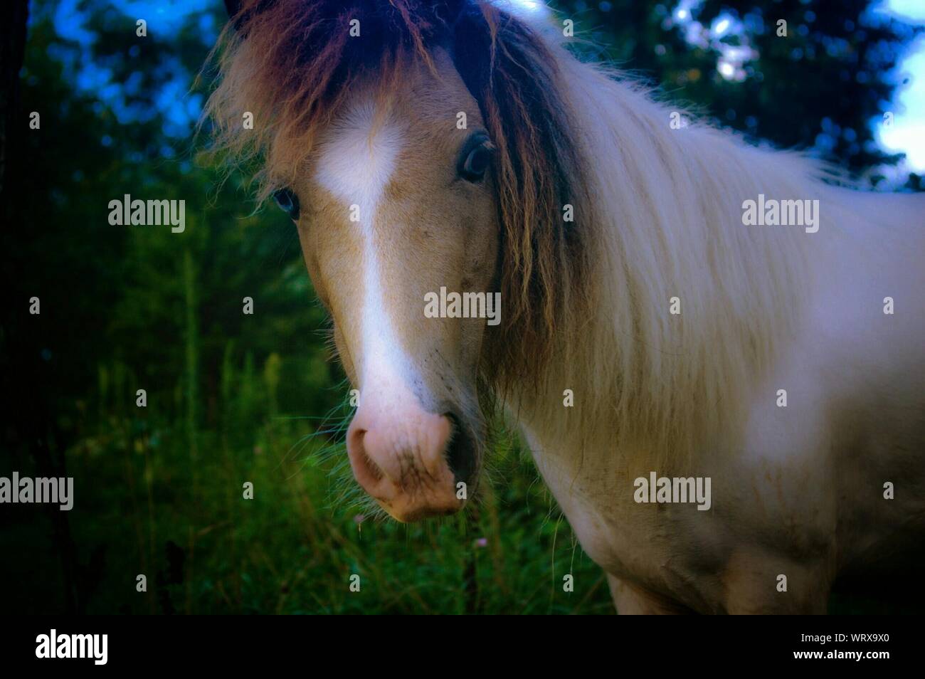 Long hair mane hi-res stock photography and images - Alamy