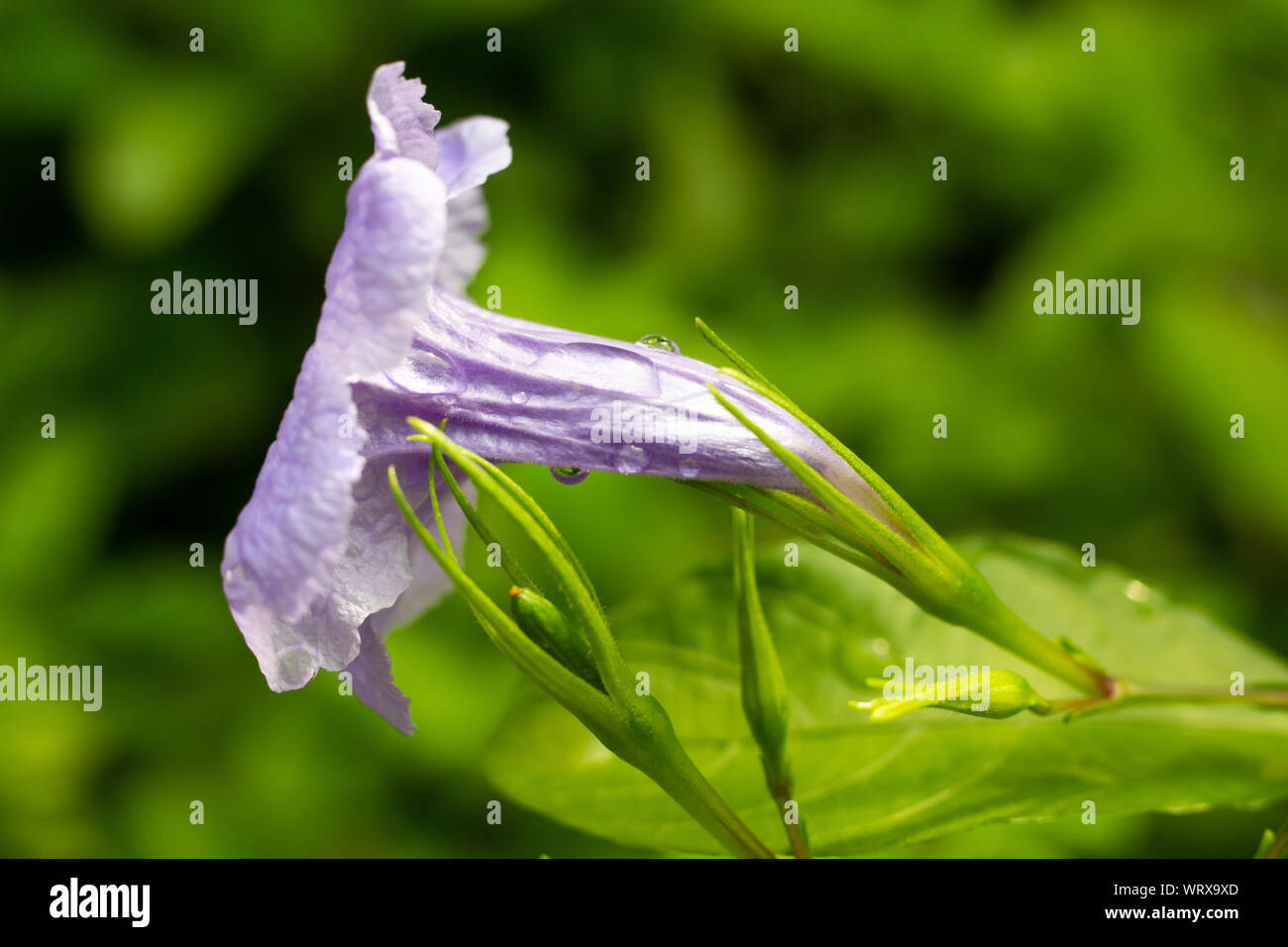 Ruellia tuberosa flower blooming, Bokeh green garden background, Close ...