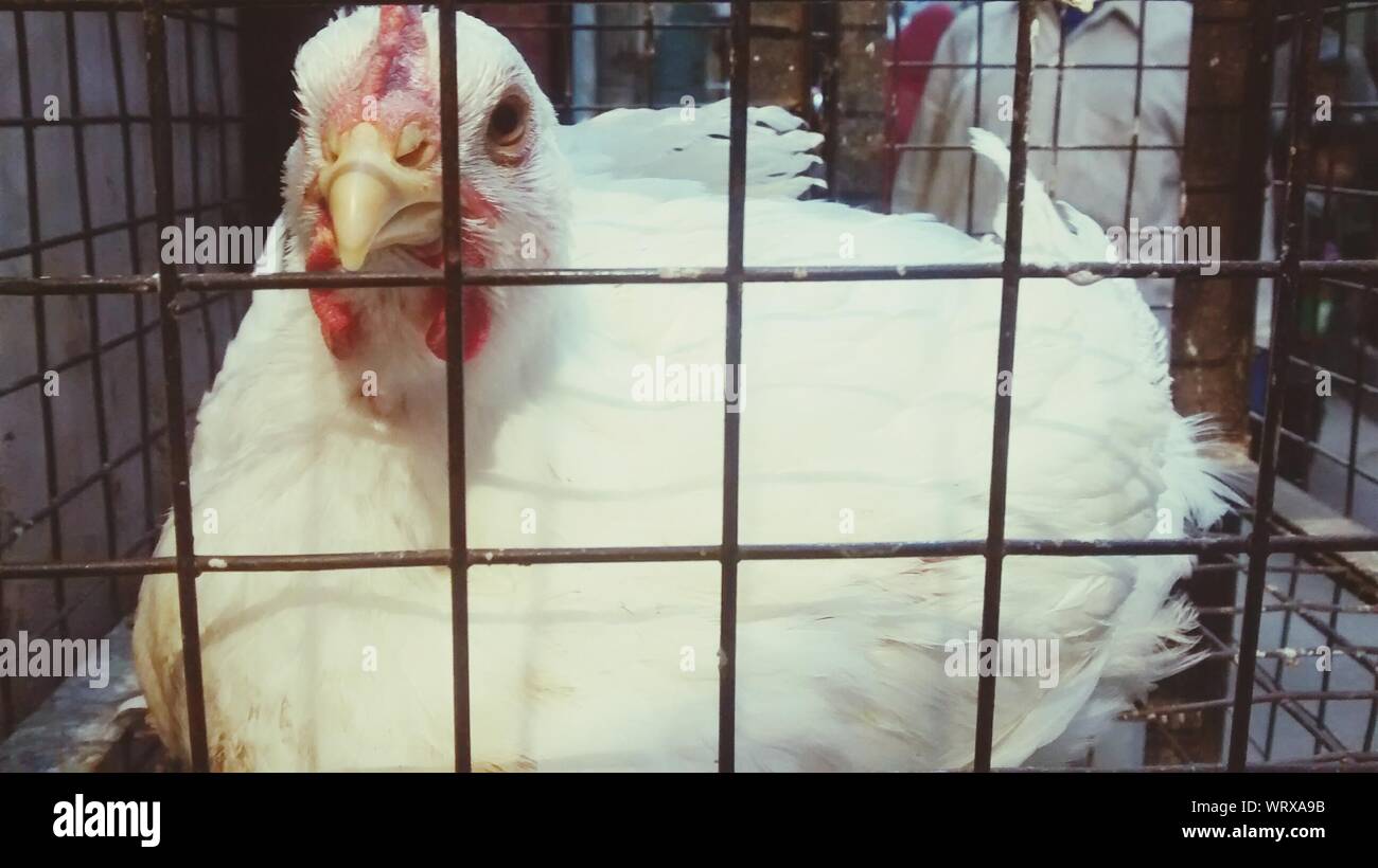 Hen cage hi-res stock photography and images - Alamy