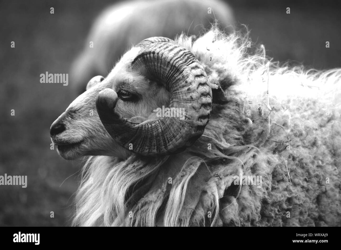 Domestic sheep ram side hi-res stock photography and images - Alamy