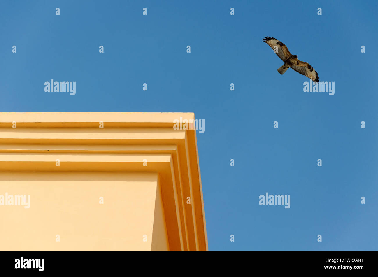 Bird section hi-res stock photography and images - Alamy