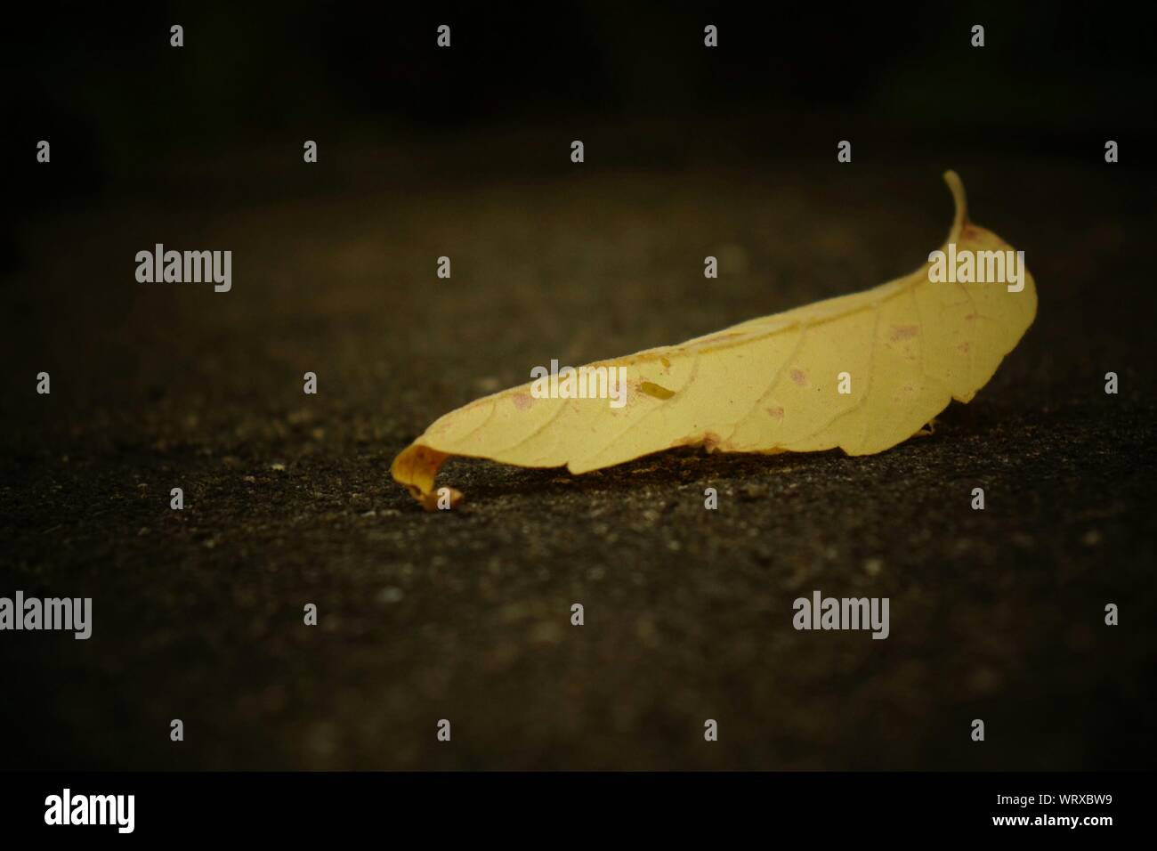 One fallen leaf hi-res stock photography and images - Alamy