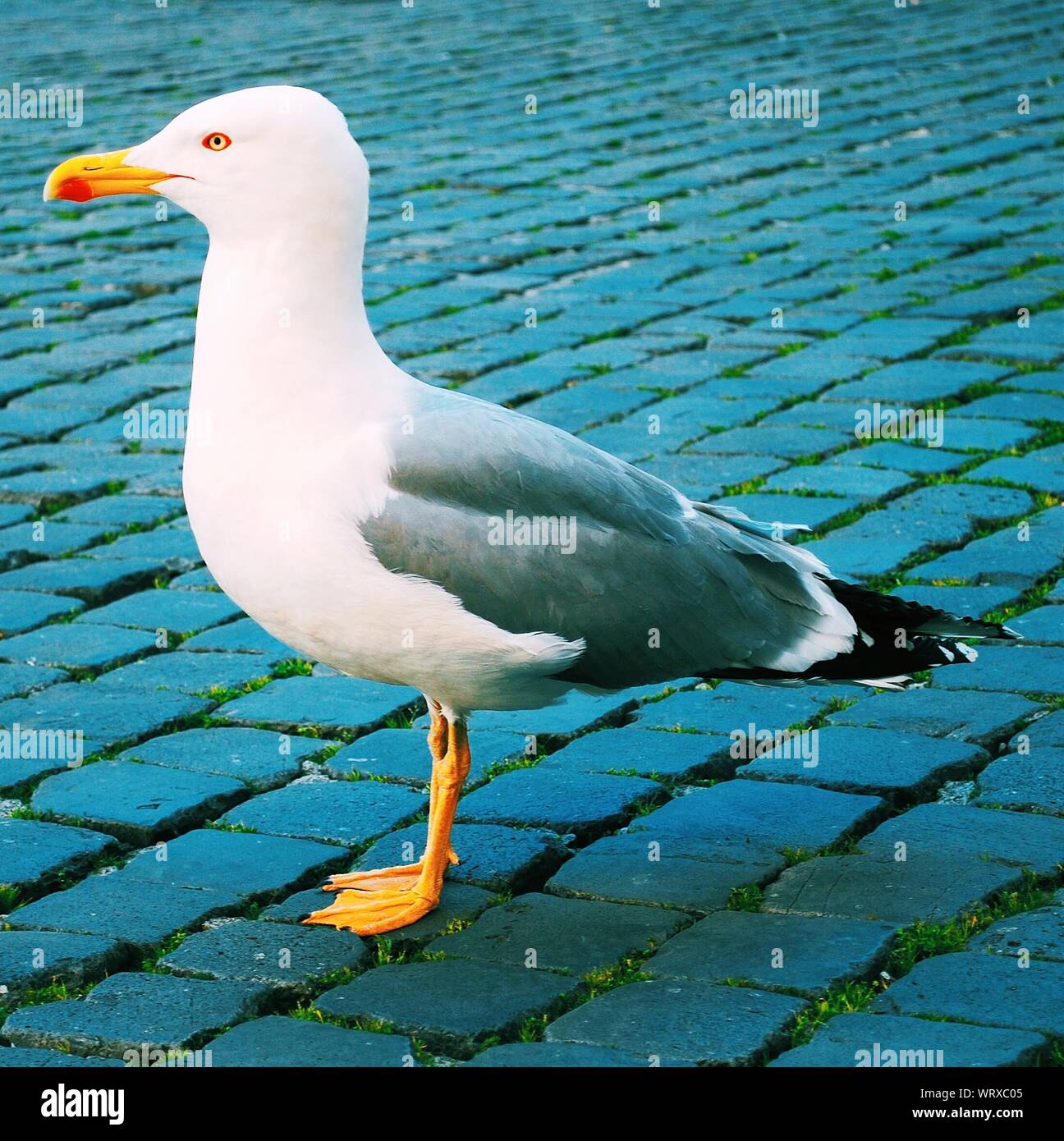 Side Profile Of Seagull High Resolution Stock Photography and Images ...