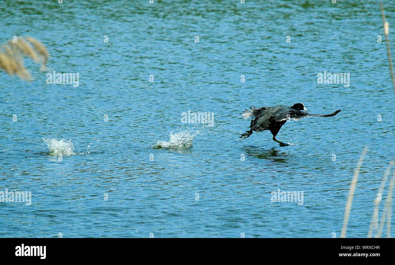 Hunting on water hi-res stock photography and images - Alamy