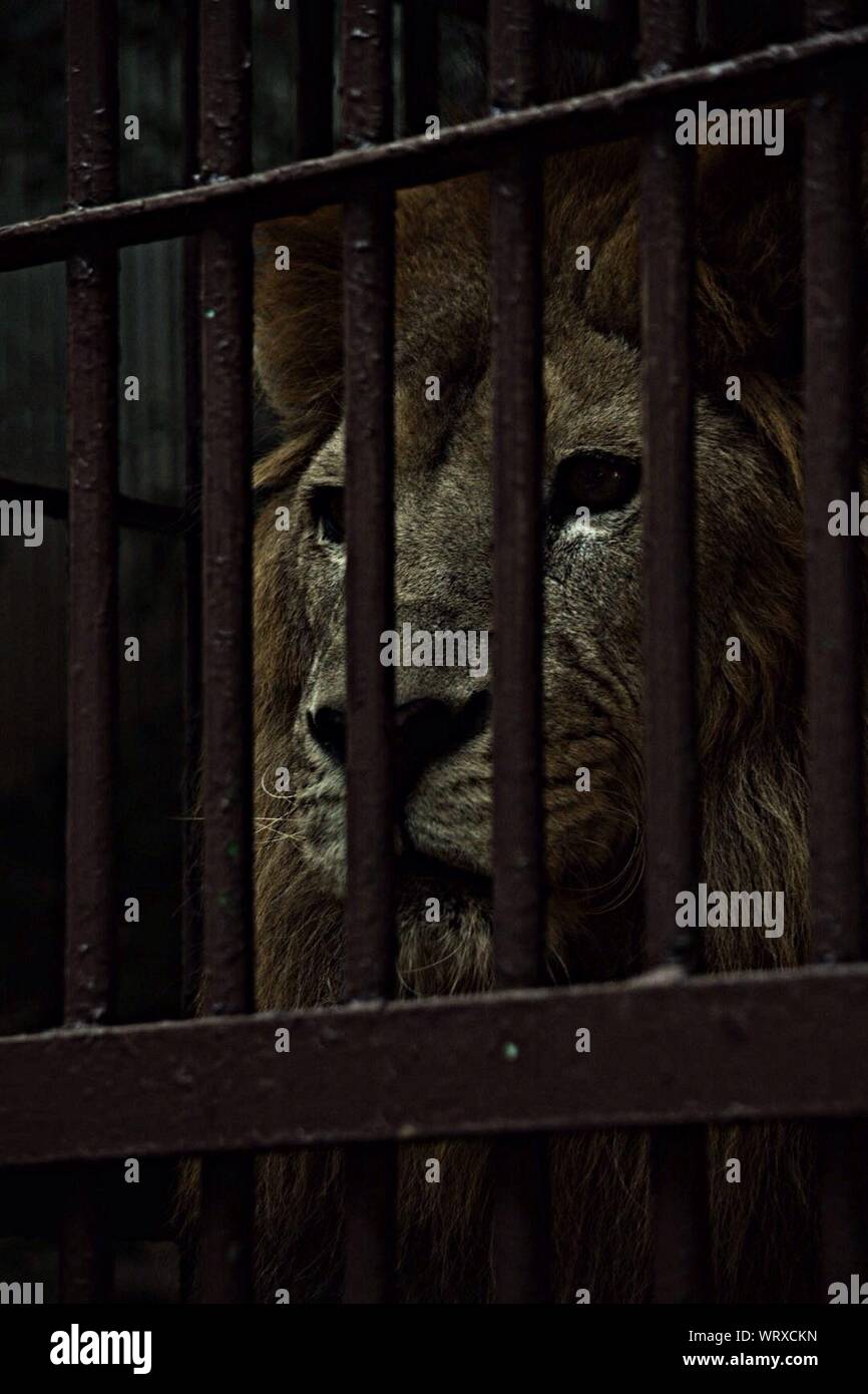 Lion Cage High Resolution Stock Photography and Images - Alamy