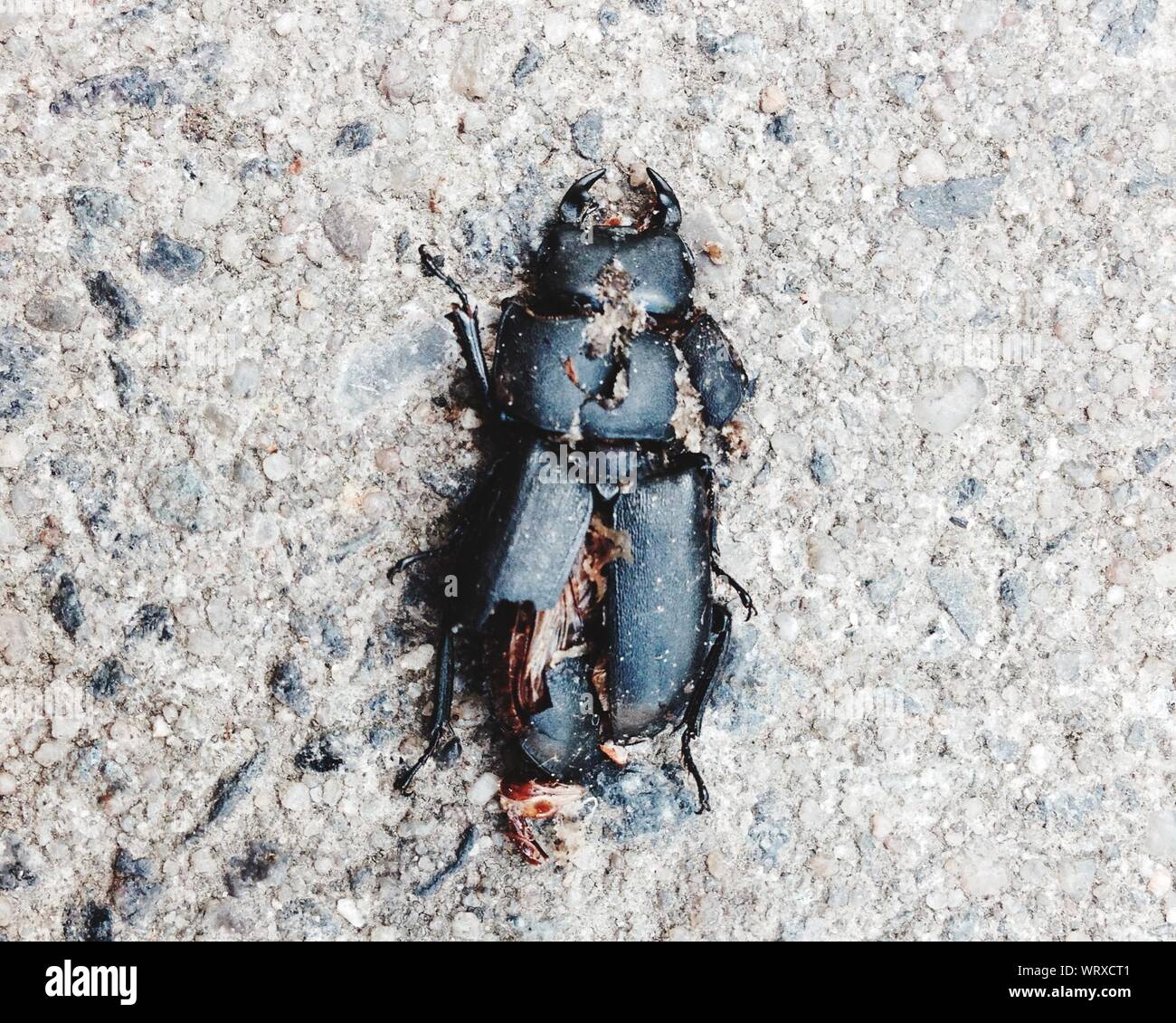 Dead insect body hi-res stock photography and images - Alamy