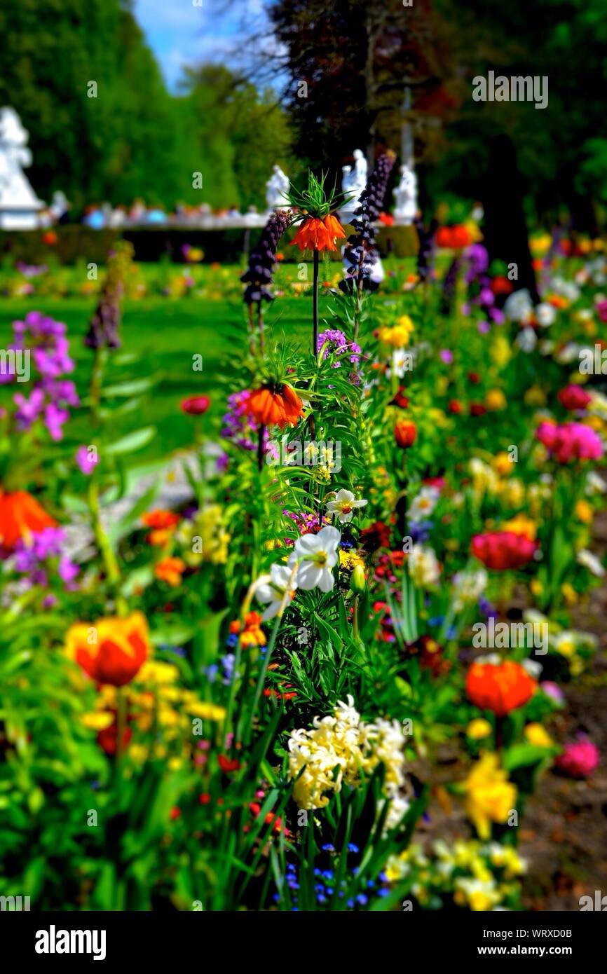 Colorful Flowers In A Park Stock Photo - Alamy