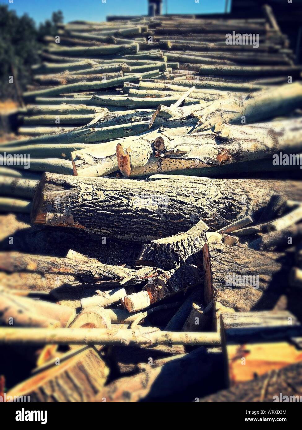 Stack Of Logs In Lumberyard Stock Photo - Alamy