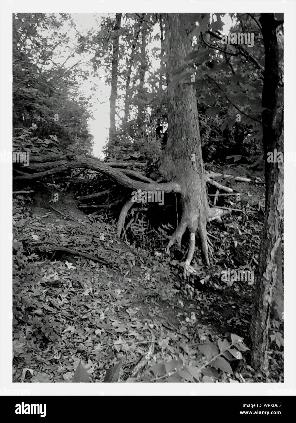 Roots are visible hi-res stock photography and images - Alamy