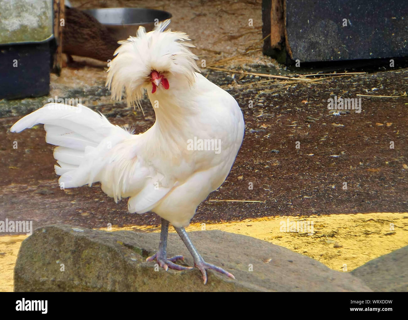 White chicken hi-res stock photography and images - Alamy